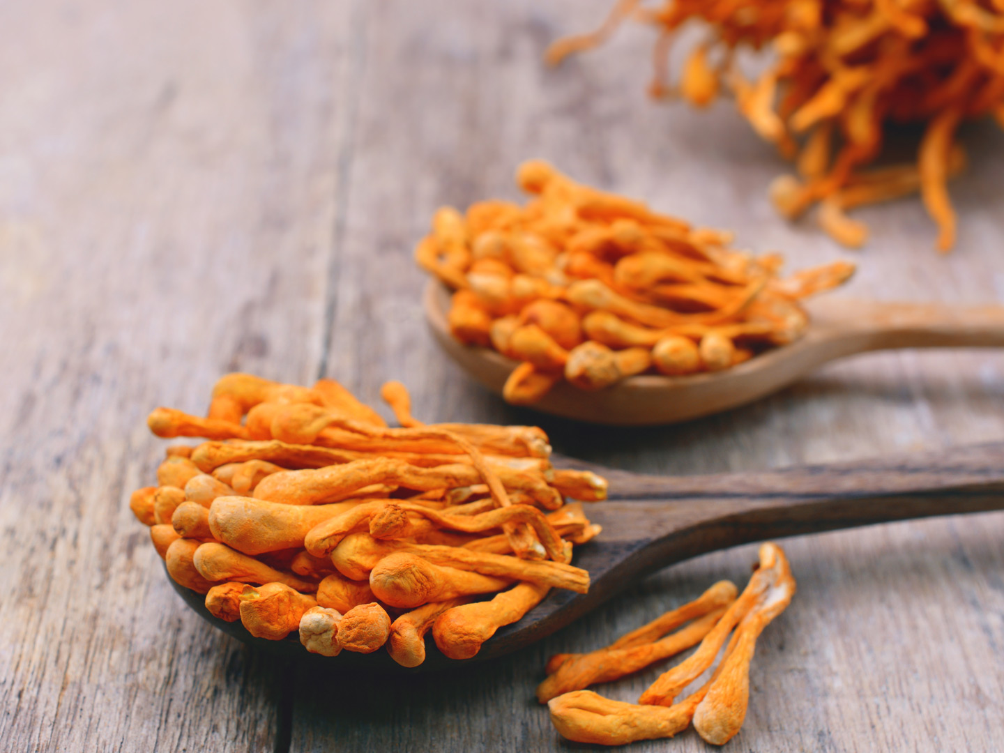 Ultimate Guide To Cordyceps Mushrooms - World Mushroom Society