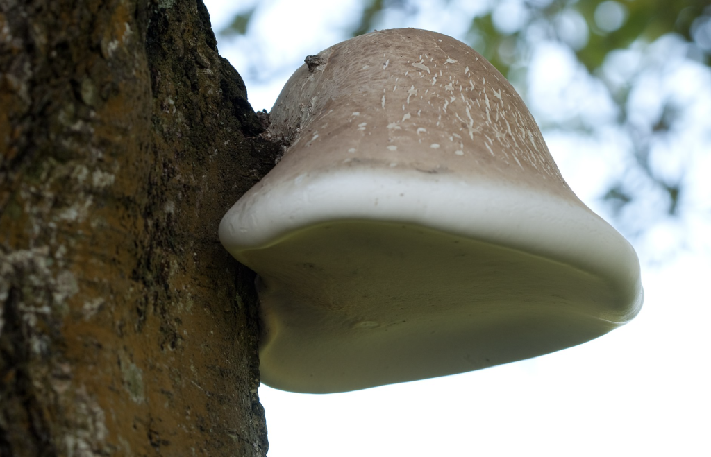Guide To Birch Polypore Mushrooms World Mushroom Society Guide To Birch Polypore Mushrooms World Mushroom Society